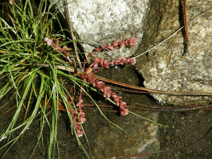 Anybody Seen My Focus?: Elf Orpine (Diamorpha smallii)