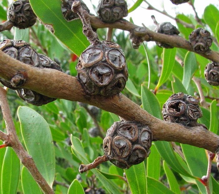 Esperance Wildflowers: Agonis baxteri