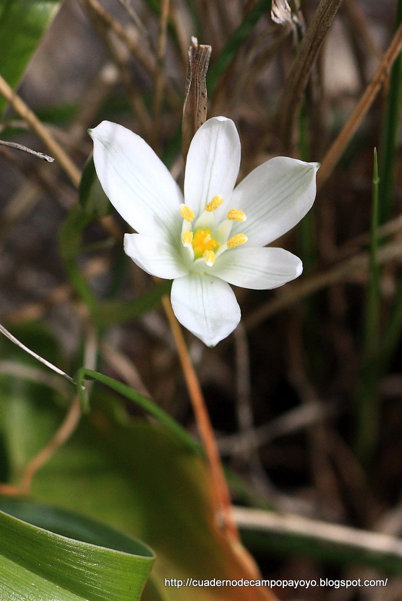 Cuaderno de Campo Payoyo: Flora primaveral en Villaluenga