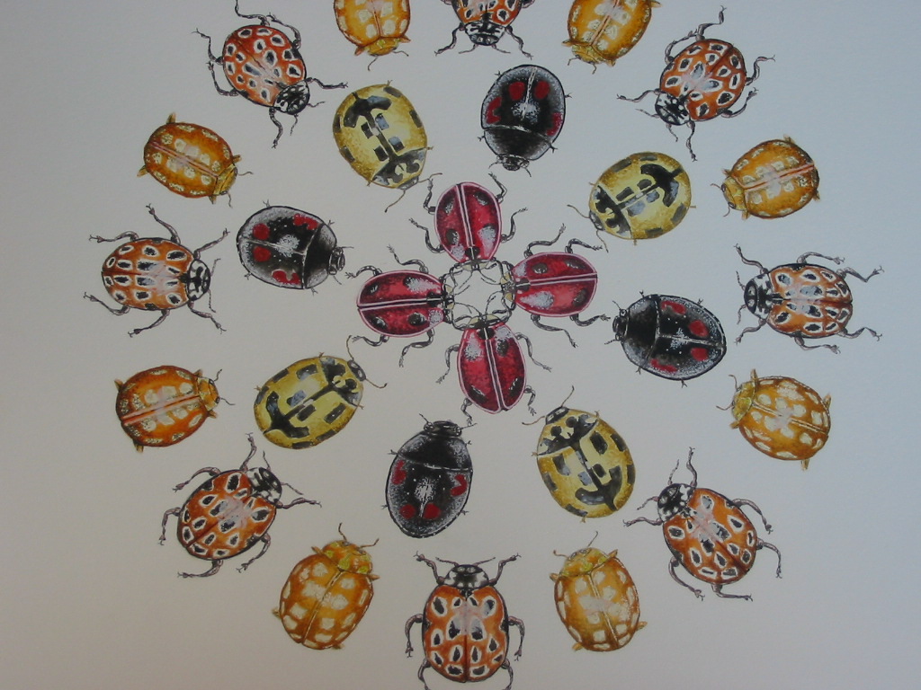 Cath Hodsman - Wildlife and Natural History Artist: Cath Hodsman ...