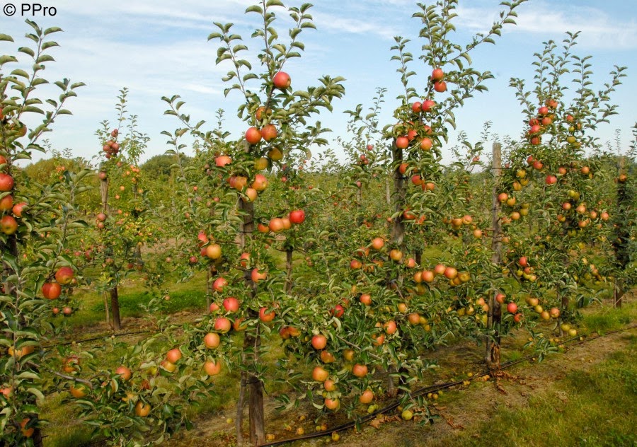 Trees Planet: Malus domestica - Apple