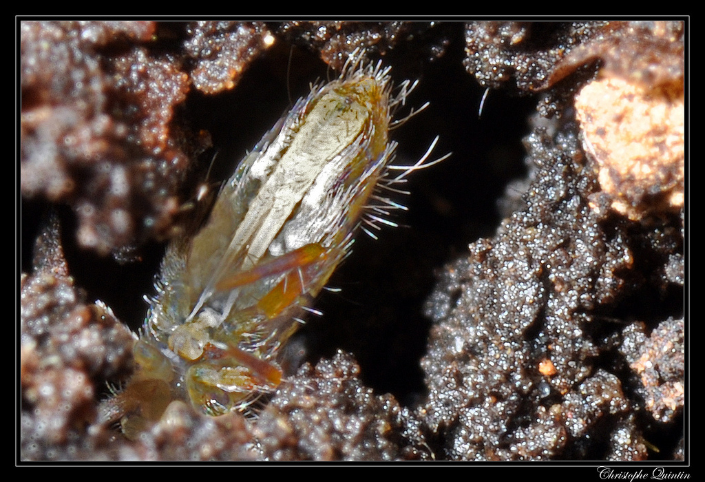 Species of UK: Week 14: Springtails (Collembola)