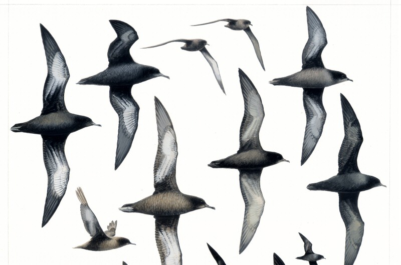 Sooty Shearwater Migration