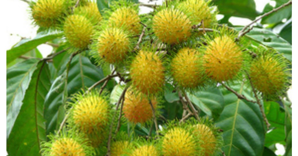 Cita Tani Nursery (NS0154959-D): Benih Rambutan Gading