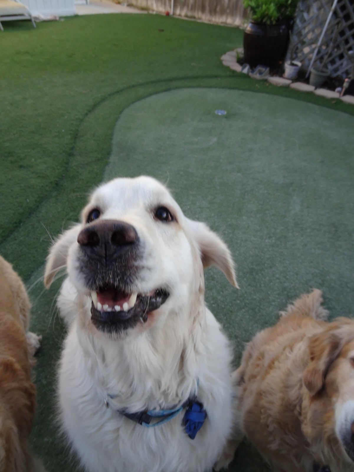 random ramblings: Hiddy-Ho Good Neighbor