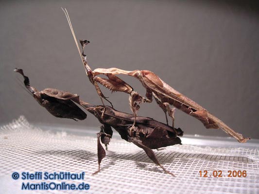 Trabajar en el zoo: Cuidados de la mantis fantasma