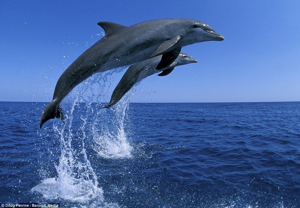 Wonderful pictures of bottlenose dolphins (9 pics) | Amazing Creatures