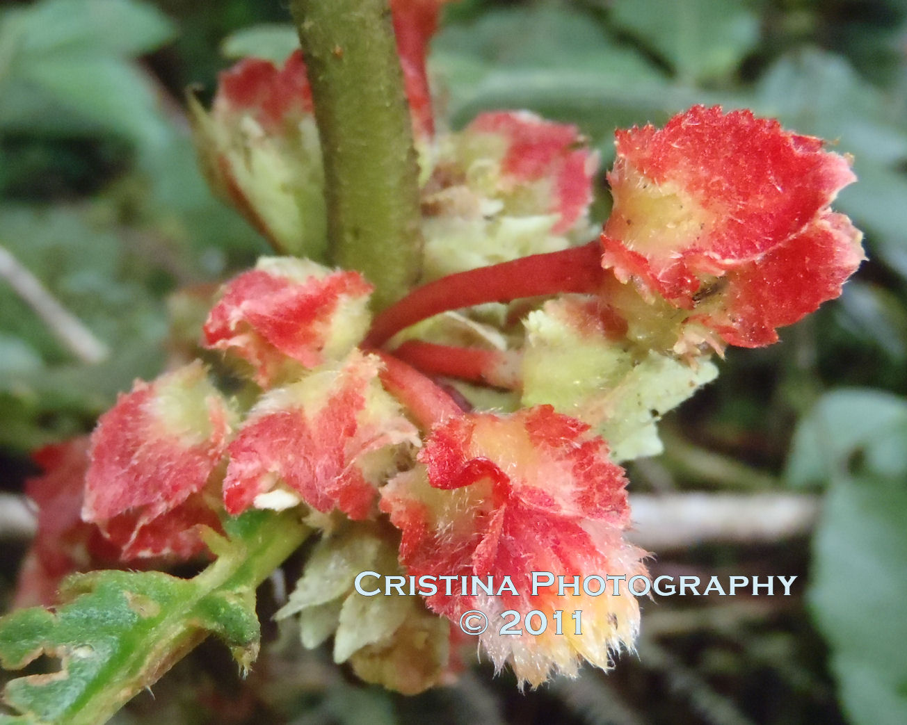 Flowers of Panama: Rare, common and exotic flowers from Central America