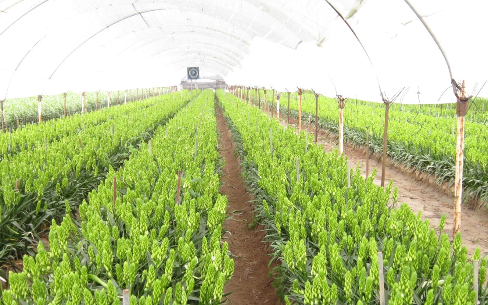 Dubium, The Brightest Star Flower - Cultivation Of Crops