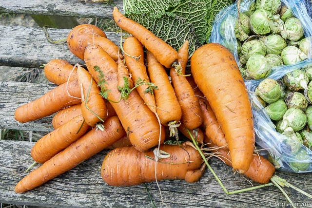A Gardener's Weather Diary: Good Carrot, Bad Carrot