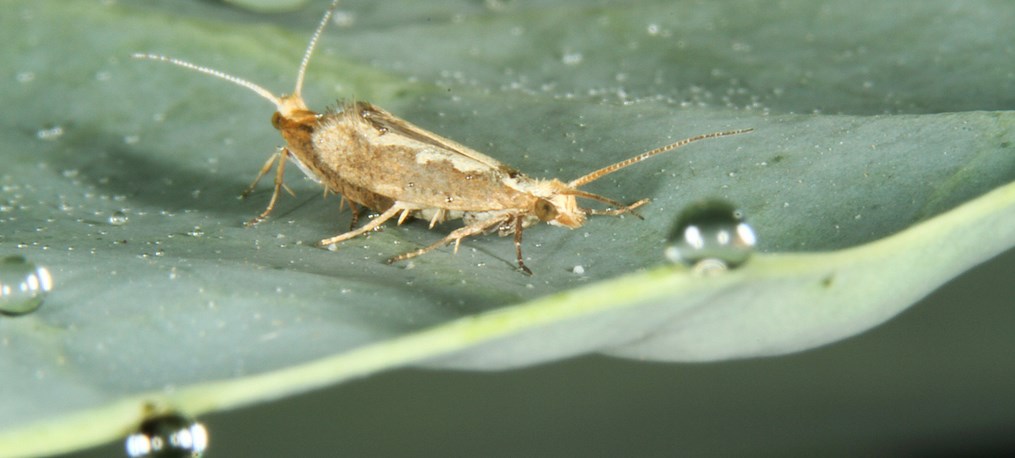 GENETICALLY MODIFIED INSECTS USED AS PESTICIDE | Critical Observer