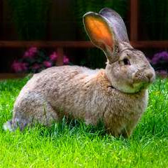 harga rumput di makassar