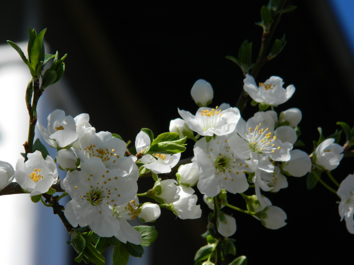 LA MULTI ANI, ROMANIA!: Pom inflorit cu flori albe