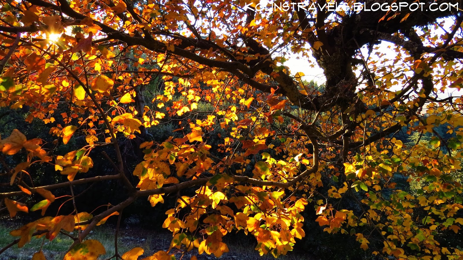 Kolin's Travels: Living in Moroccan Paradise: Ifrane National Park