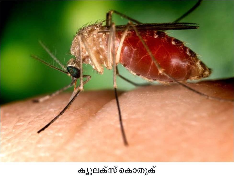 Mosquito Information : Different Types of Mosquitoes | Arogyajalakam