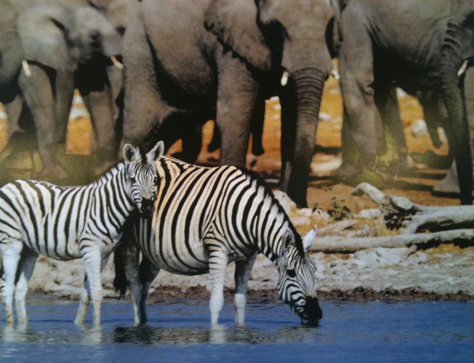 kacie michele leisure: Visual Explorer Exercise