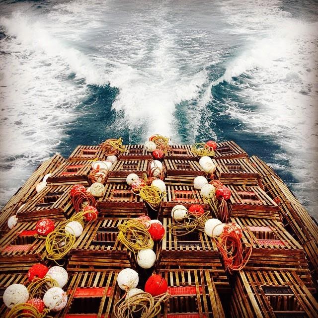 Ruby Dove: SHARK SHOOTING