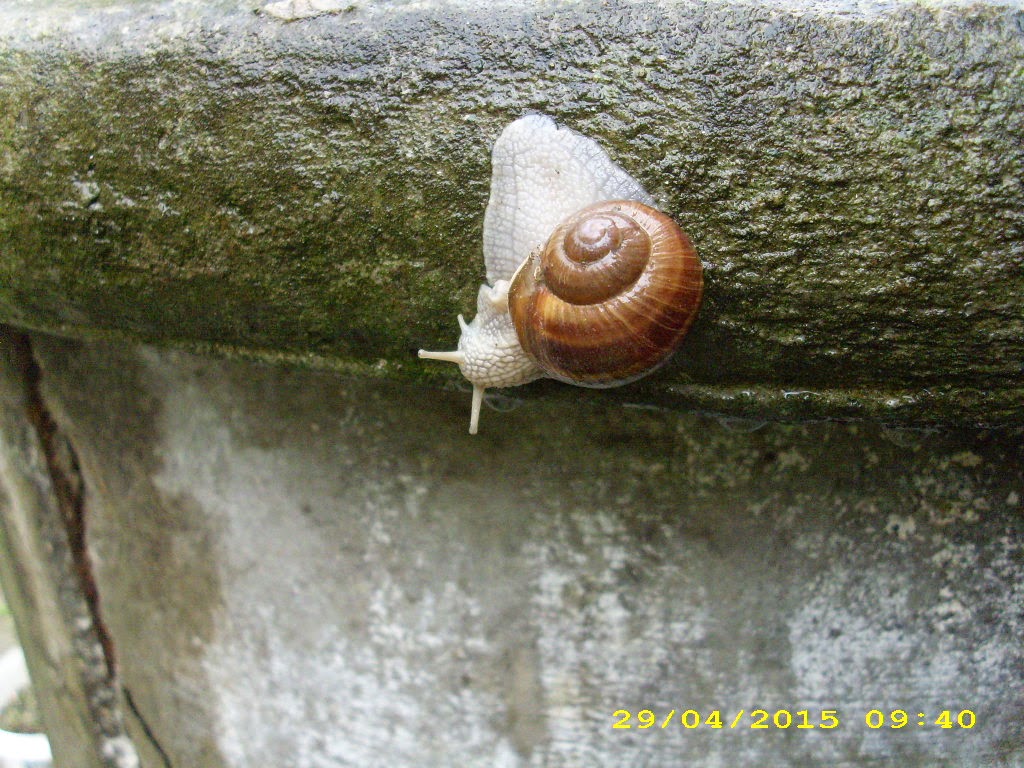 Din natură: Despre melcii comestibili