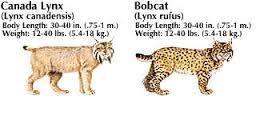 Abe's Animals: Size difference between Canadian lynx and Bobcat