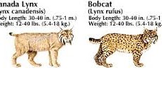 Abe's Animals: Size difference between Canadian lynx and Bobcat