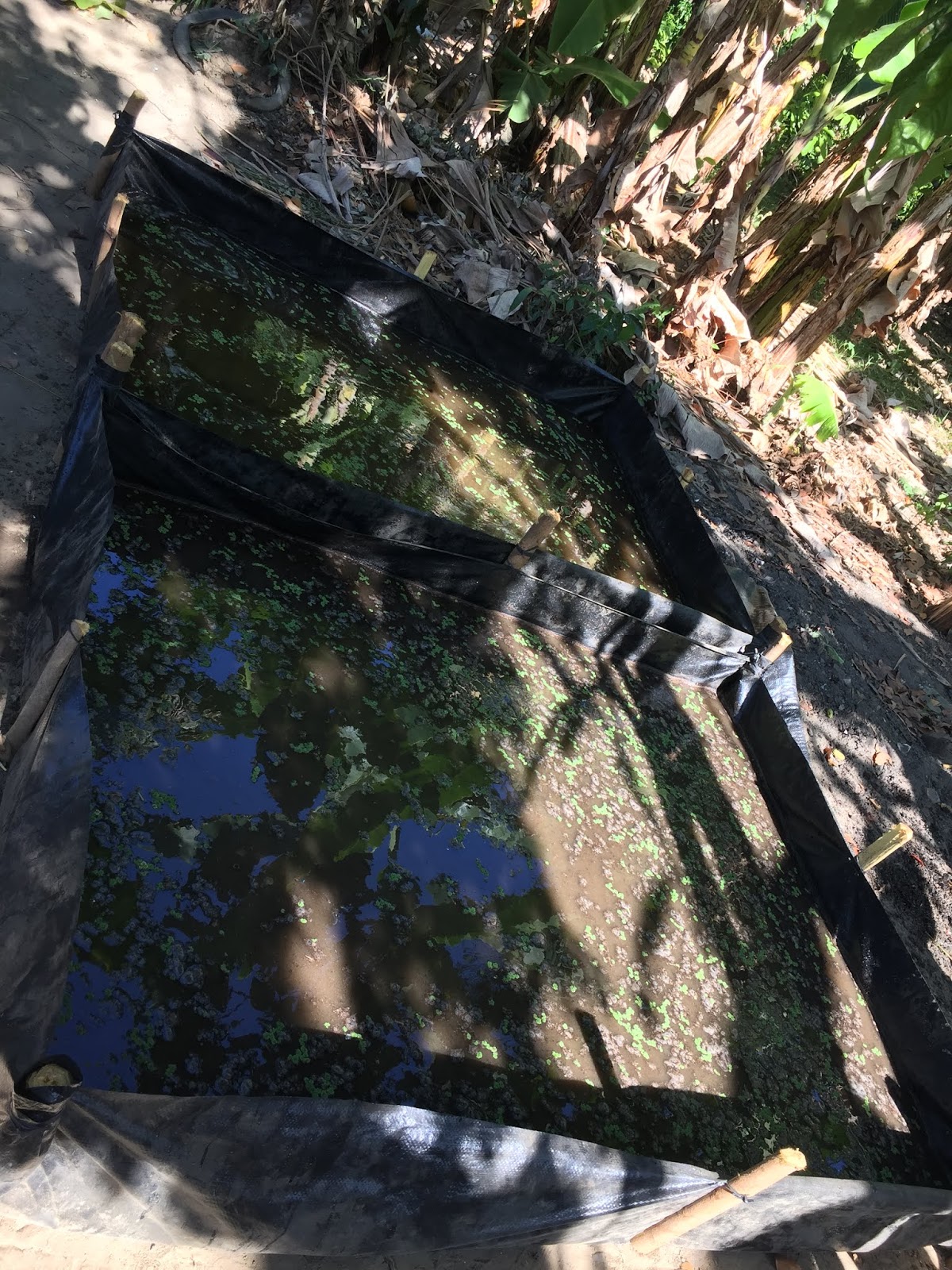 Azolla Farming: How to Cultivate Azolla?