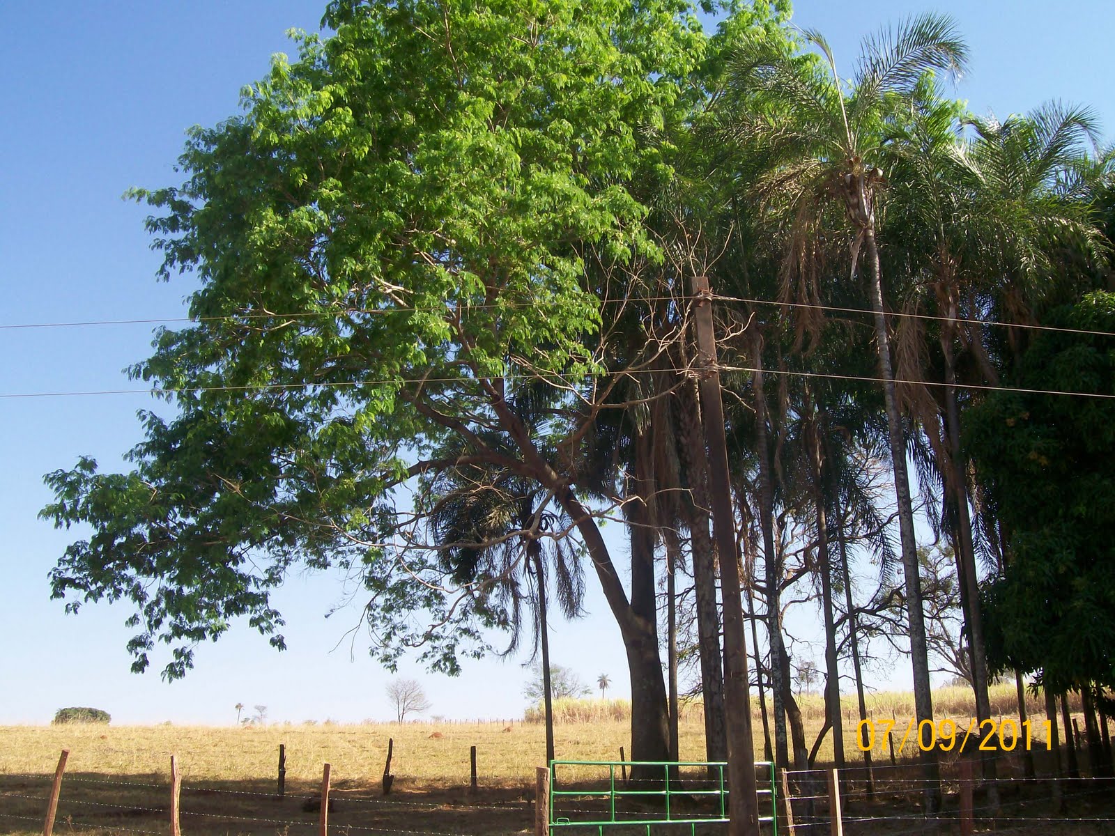 Arvores Cerrado Goiano: Tamboril