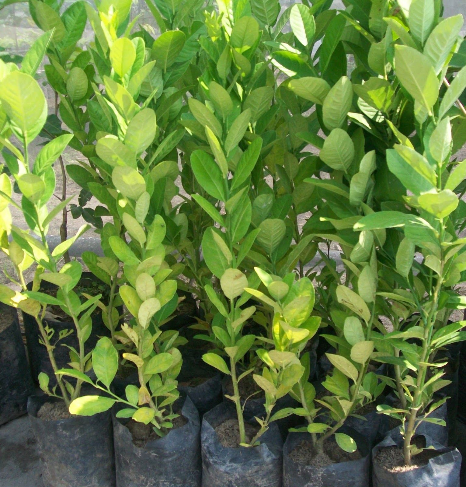 CARA MENANAM / BUDIDAYA JERUK BALI ATAU JERUK BESAR DI POT | Pertanian