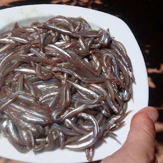 EL SONSO. Minúsculo manjar de la Costa Catalana