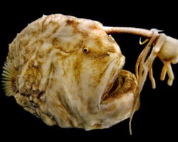 PlaySpaces: Hands-On at Cabrillo Marine Aquarium