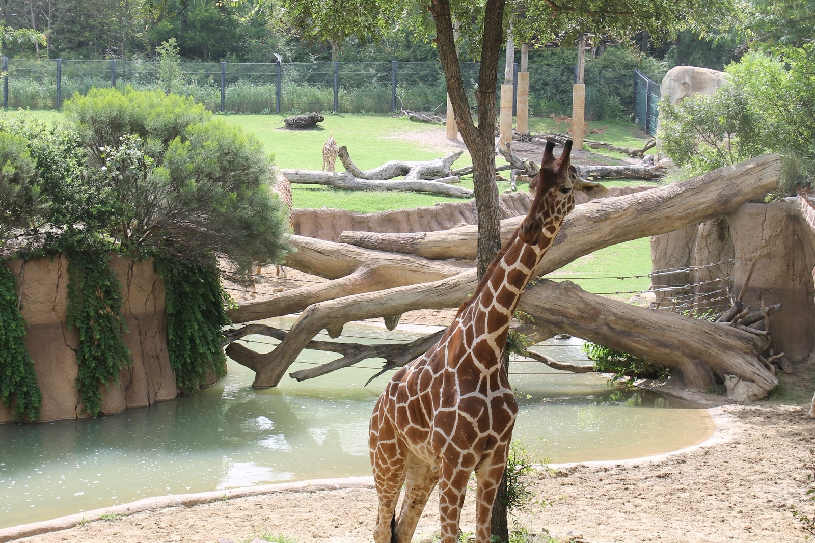 Hold the Gluten Please: The Dallas Zoo