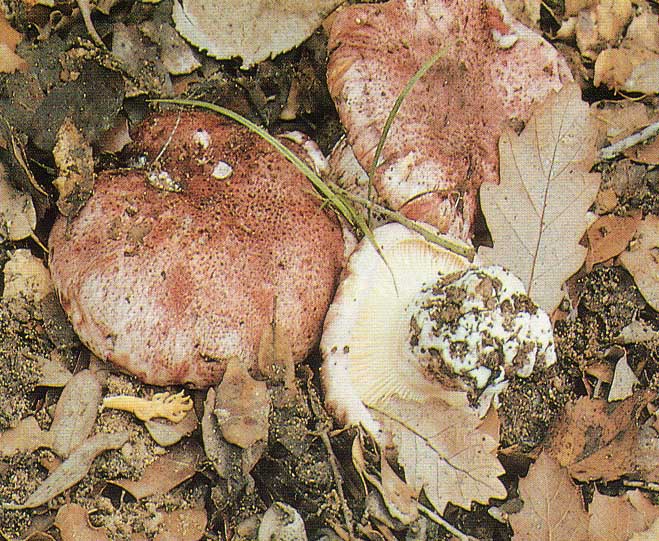 Els bolets de casa nostra: La guia del bolet