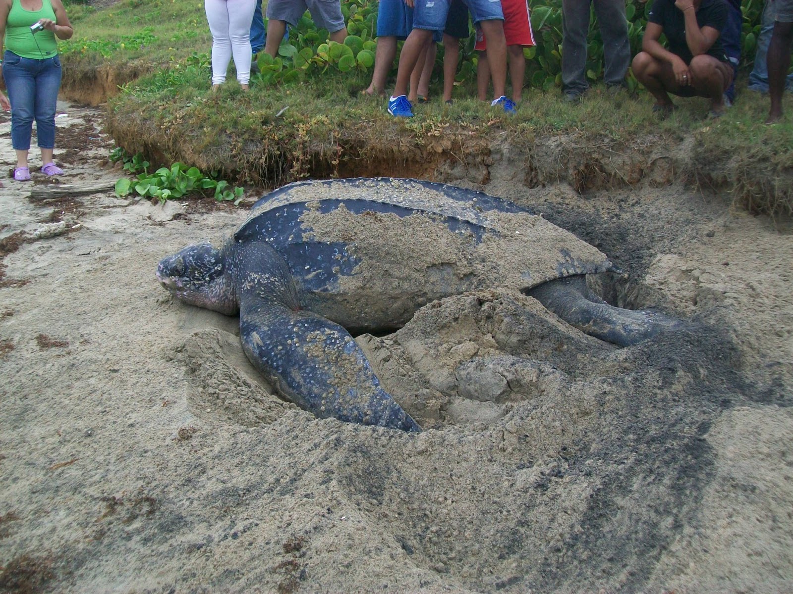 Prensa Antolin Del Campo : (+GALERÍA DE FOTOS) Impresionante tortuga ...