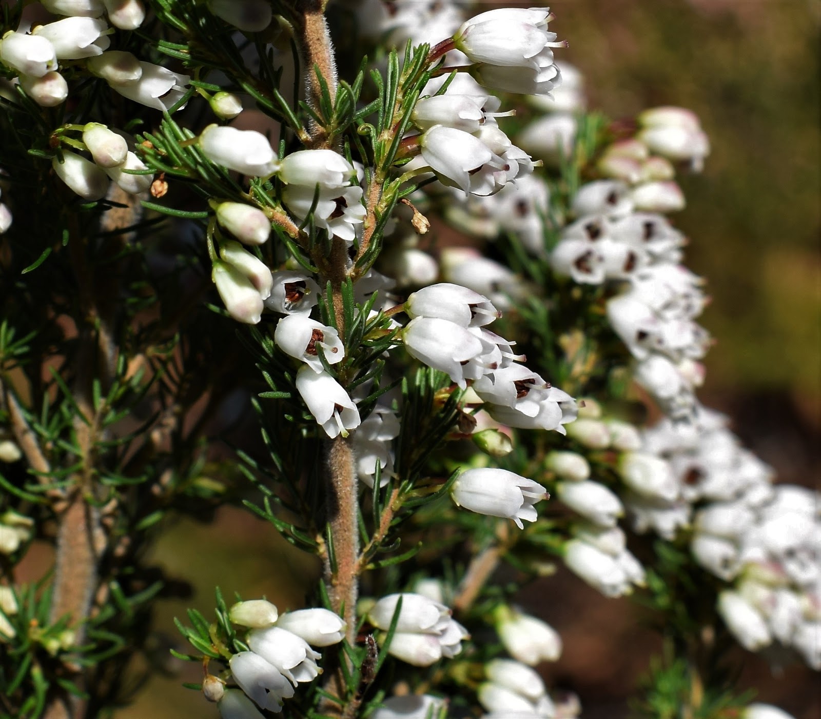 Plantas: Beleza e Diversidade: Urze-branca (Erica lusitanica)