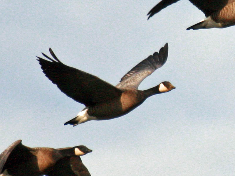 Greg in San Diego: Tutorial: How to Identify Birds in Flight