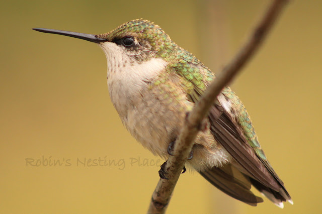 ROBINS NESTING PLACE: Hummingbirds Up Close and Personal!