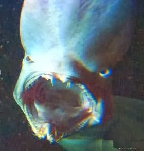 Mondo Pesca News: VIDEO: il misterioso squalo di goblin