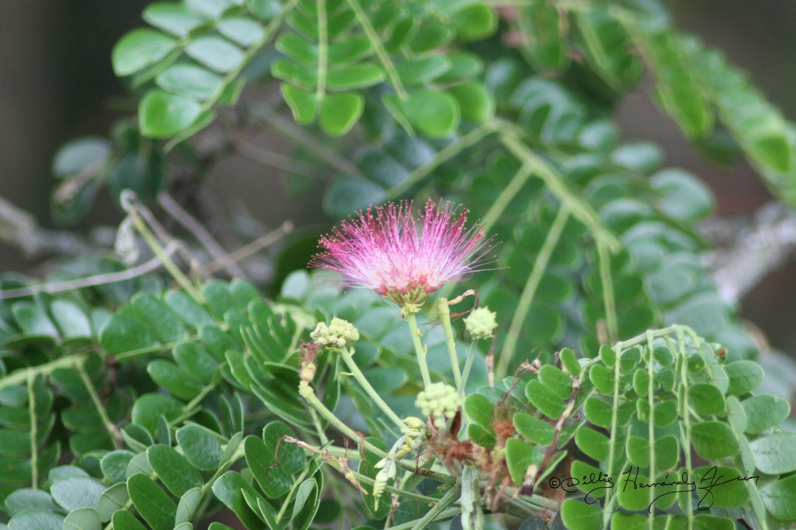 Flora de Puerto Rico Ilustrada Papo Vives: MIMOSACEAE SAMANEA SAMAN SAMÁN