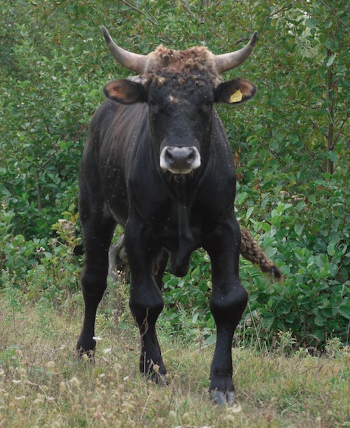 The Breeding-back Blog: An aurochs-coloured Sayaguesa x Chianina bull
