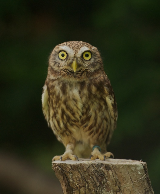 British Wildlife Centre ~ Keeper's Blog: Owl Update