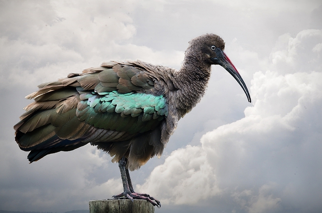 Elsen Karstad's 'Pic-A-Day Kenya': Hadada Ibis, Lake Naivasha Kenya
