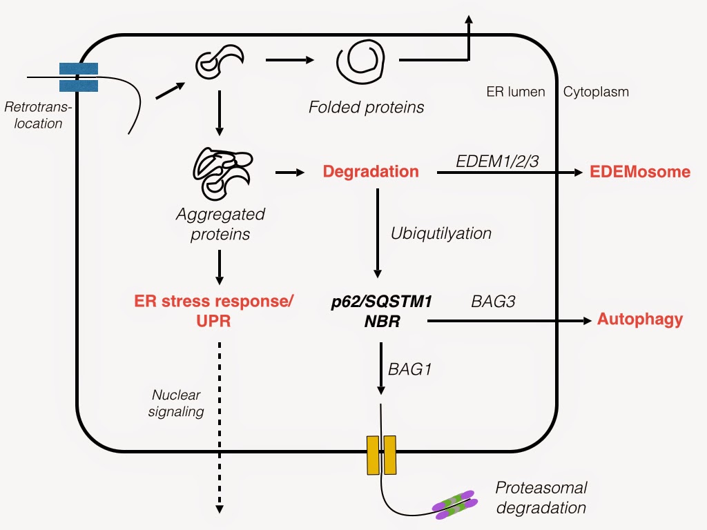 Virology tidbits: Japanese Encephalitis Virus, Coronavirus, Autophagy ...