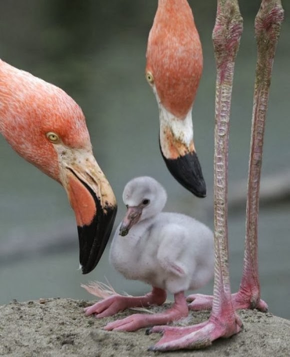 Chinoiserie Chic: Chinoiserie Chic Color of the Year 2014