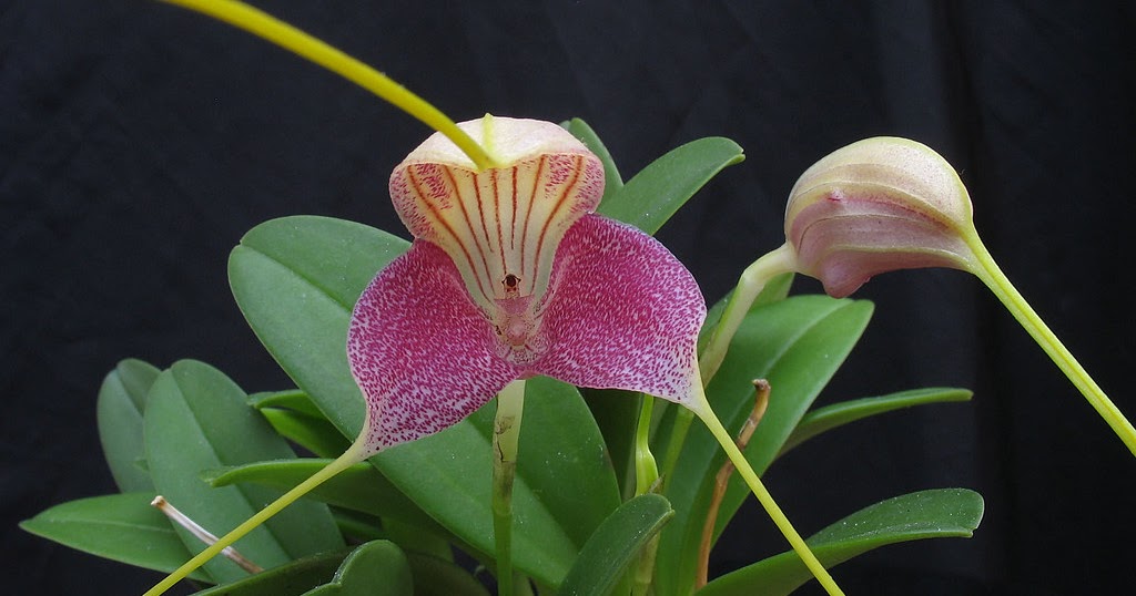 Masdevallia caudata care and culture | Travaldo's blog