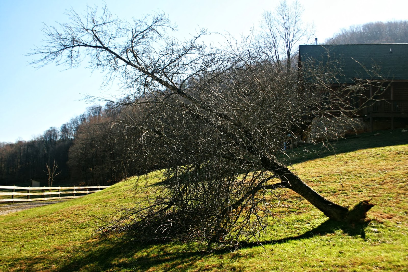 Two Bears Farm and the Three Cubs: RIP Apple Tree