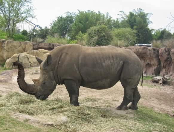 Simple Massing Priest: RINOs, DINOs and Elephinos