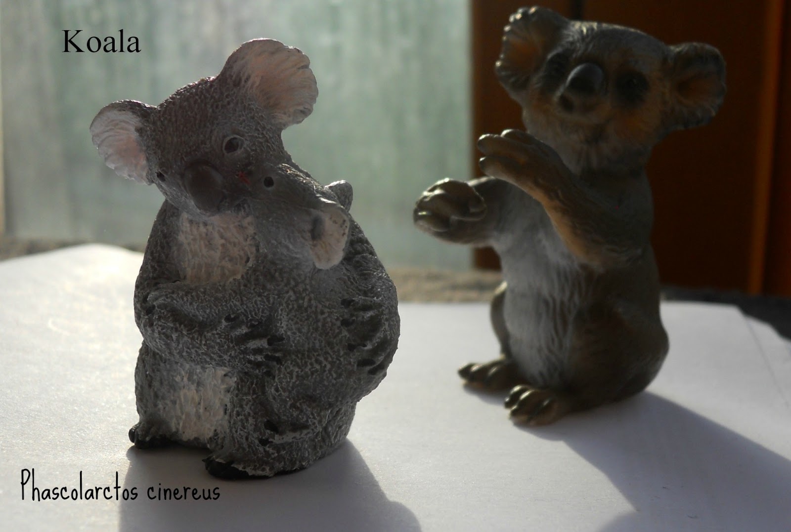 Animal Collection: Mammiferi-Marsupiali