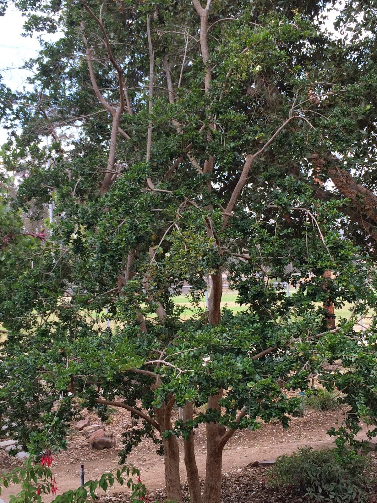 Trees of Santa Cruz County: Luma apiculata - Chilean Luma
