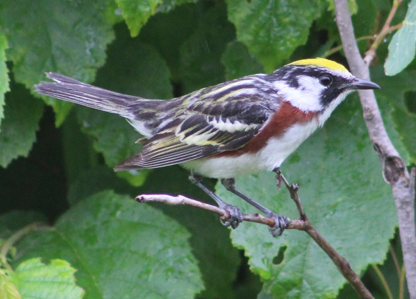 Tommy D's Birding Expeditions: Wisconsin Warblers