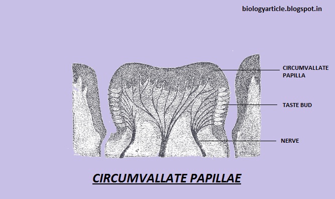 BIOLOGY WRITE-UP - BIOLOGY ARTICLES: TONGUE: Morphological feature ...