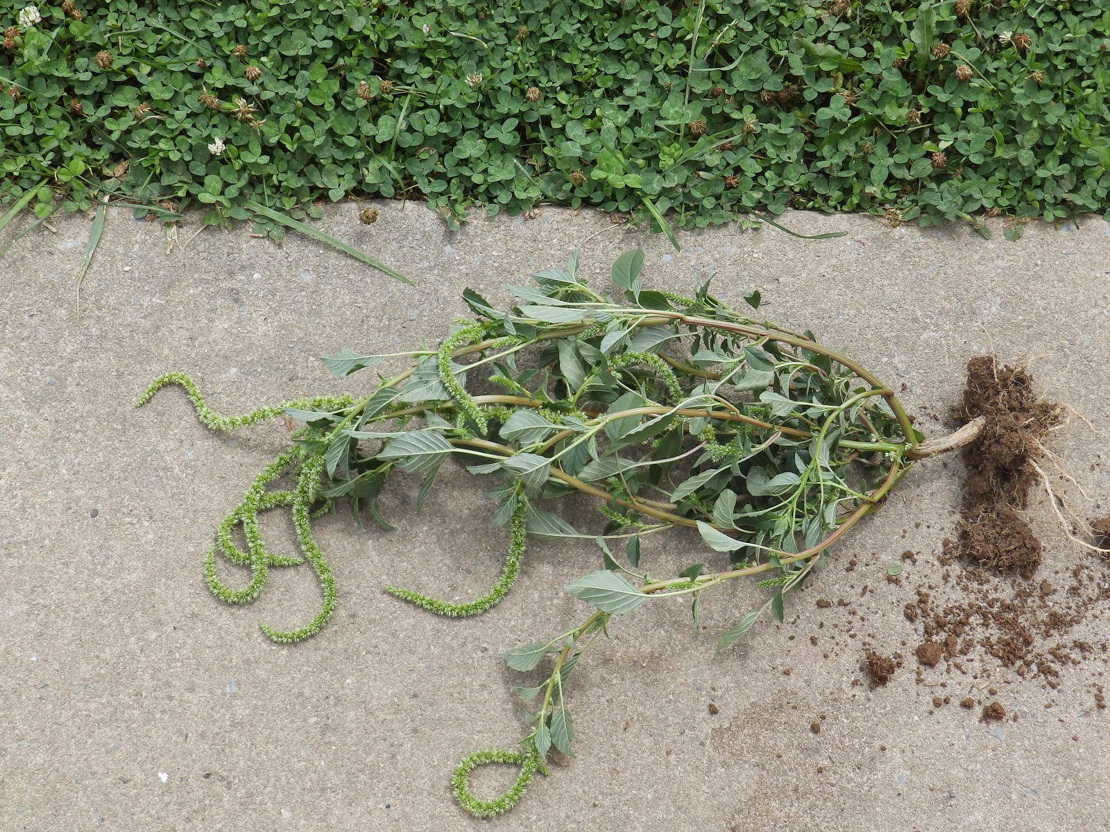 July 2014 – Lebanon Crop Management